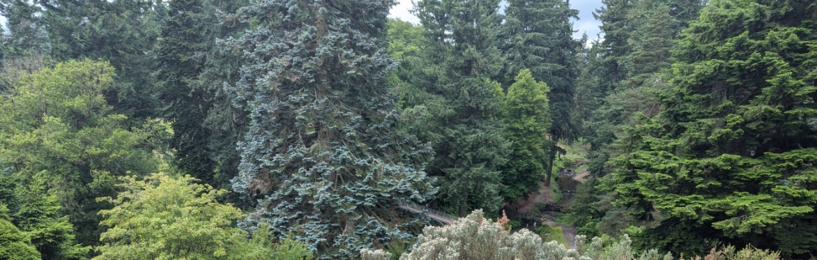 Book your place – Botanical Skills NI: Introduction to Conifer ...