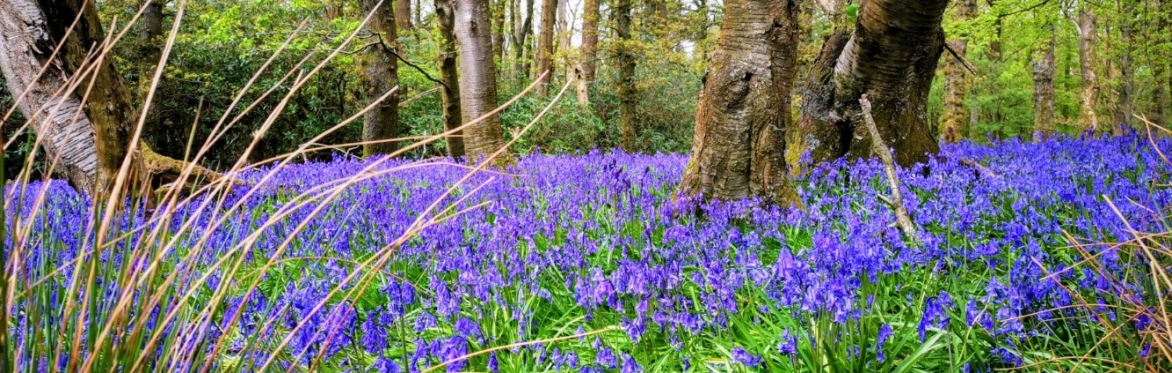 No need to book just turn up – G2.4 Bluebell Walk 🐾 – Calder Vale by ...