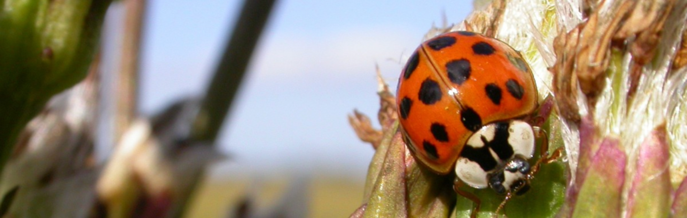 Select tickets – The Threat of Invasive Insects – MSTeams