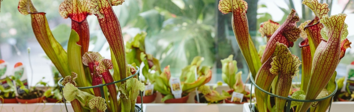 JOIN THE GUESTLIST – Bog Garden Workshop – Dennis' 7 Dees Bridgeport ...