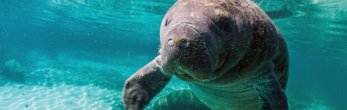 Select tickets – Jan 6 - Kayak Manatee Park – 10901 Palm Beach Blvd