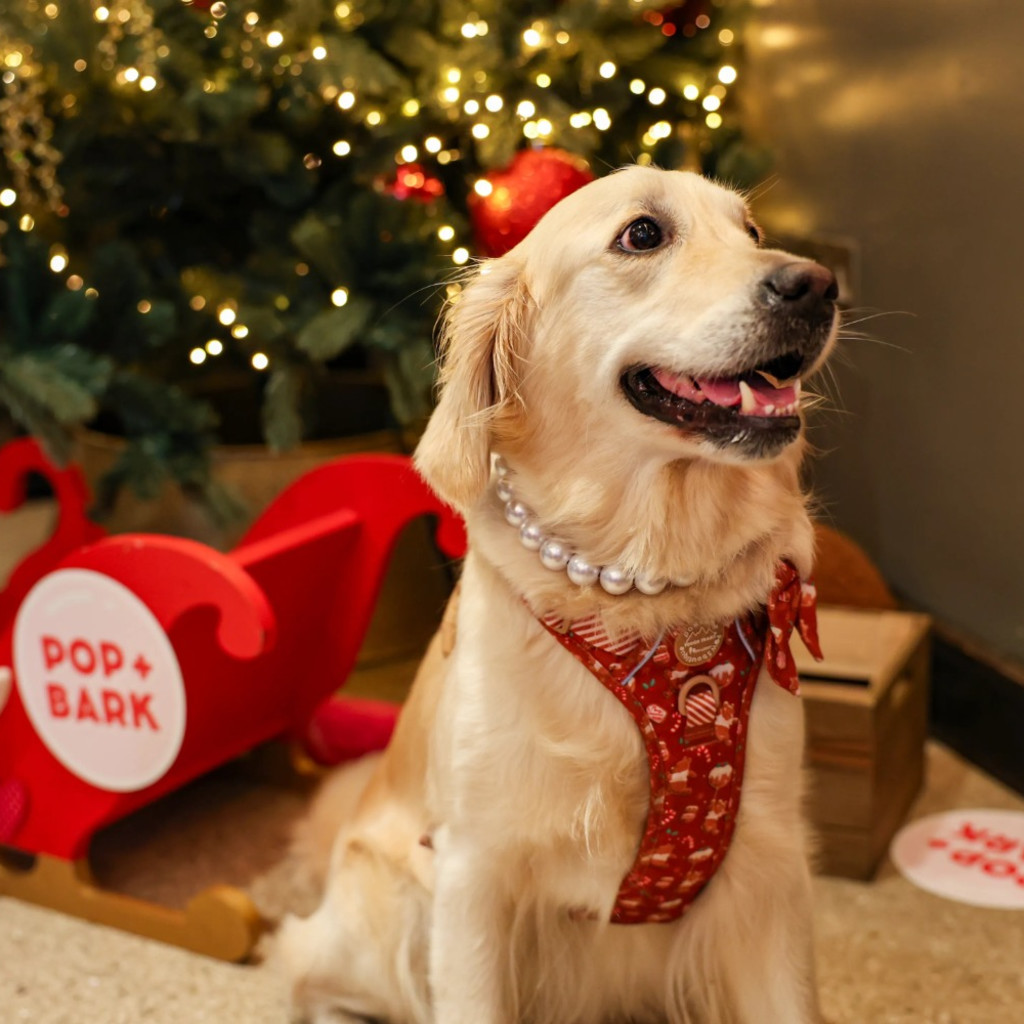 BUY TICKETS NOW – Golden Retriever Cafe Christmas - Leicester – Revolution