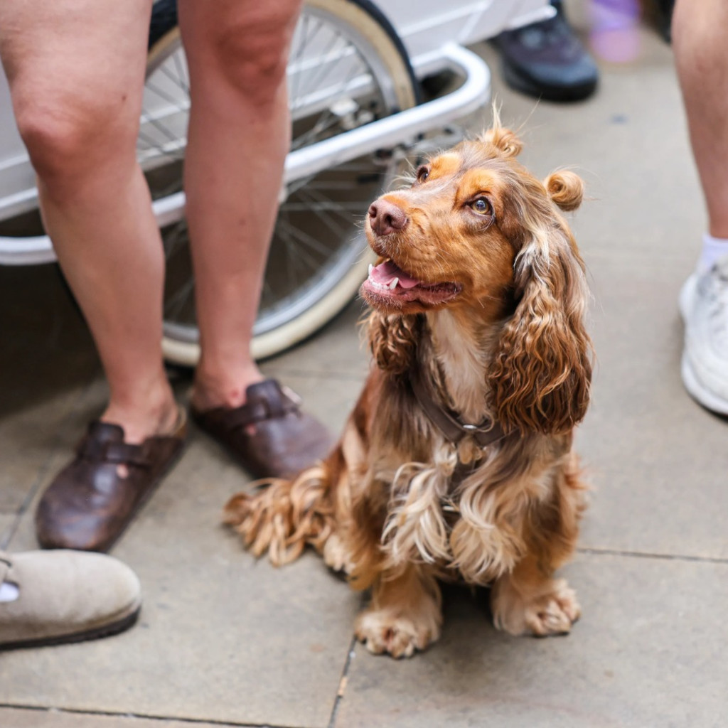 BUY TICKETS NOW – Cocker Spaniel Cafe - Nottingham – Slug and Lettuce