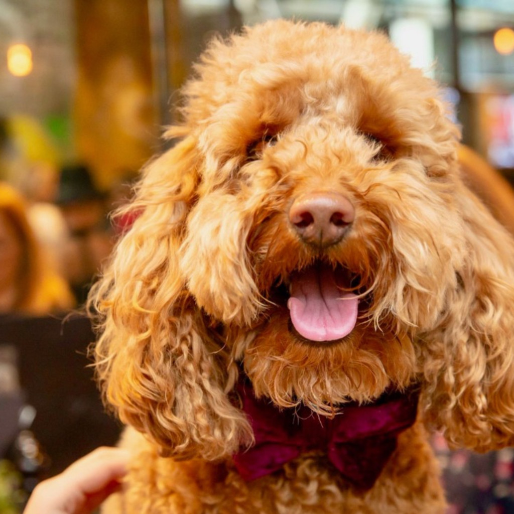 BUY TICKETS NOW – COCKAPOO CAFE™ EDINBURGH – Revolution Edinburgh