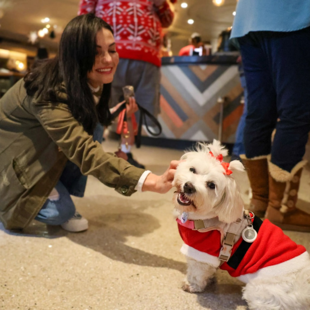 BUY TICKETS NOW – Maltese Cafe Christmas - London – The Happenstance