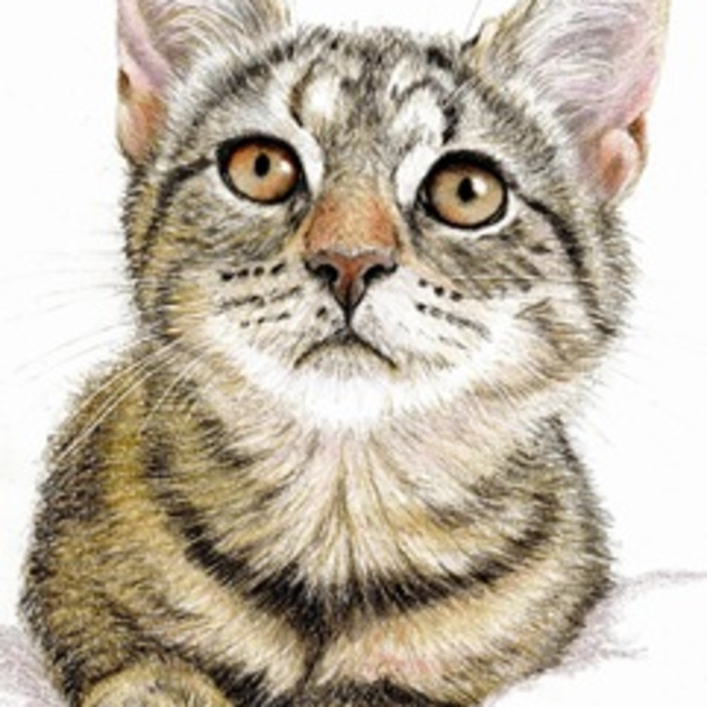 Sold out – Tabby kitten coloured pencil portrait with Karen Coulson ...