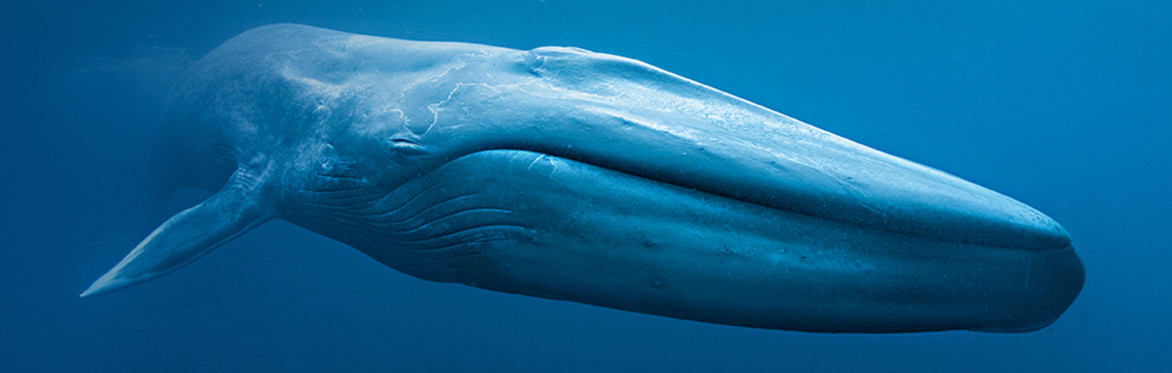 Buy tickets – BLUE WHALES: RETURN OF THE GIANTS – The Dome at H.R ...