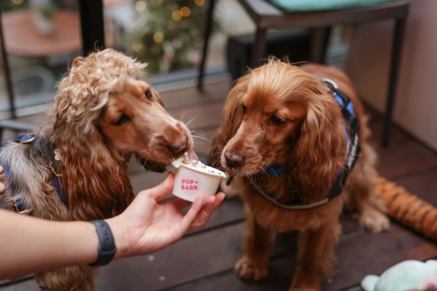 BUY TICKETS NOW – Cocker Spaniel Cafe - Oxford – Slug and Lettuce
