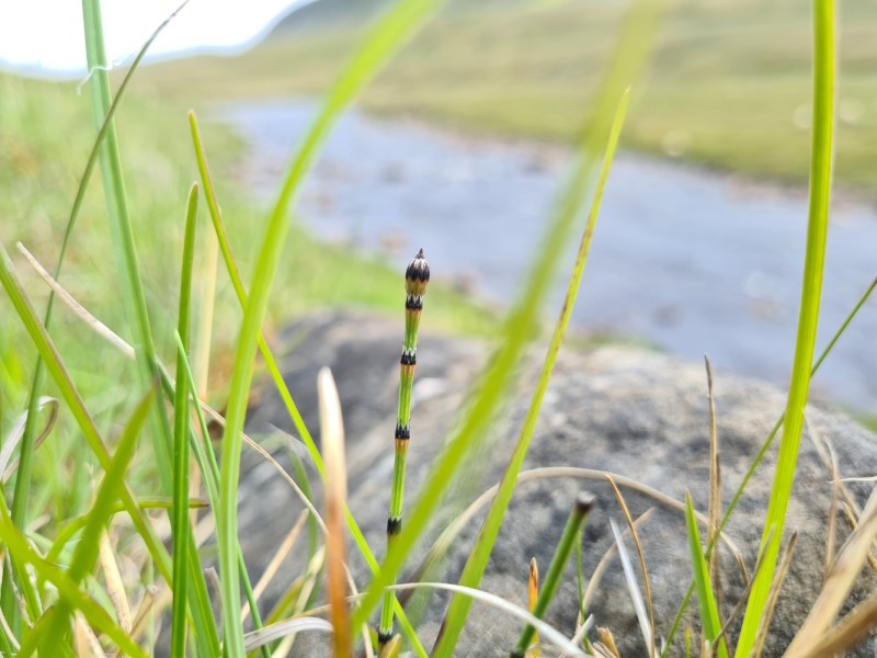Register – An Introduction to the Horsetails (Equisetum spp.) of ...