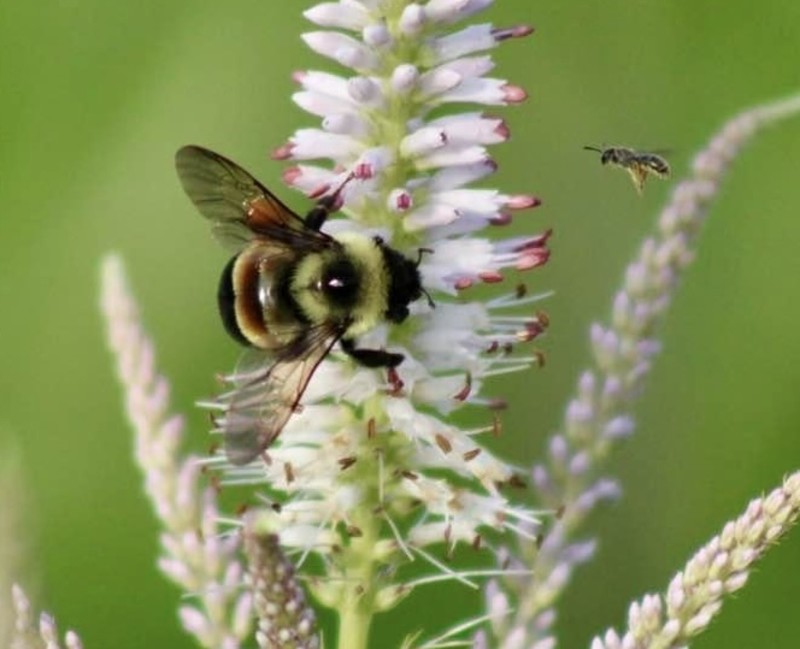Buy tickets – The Buzz in Your Garden: Bumble Bees of Wisconsin Ecology ...
