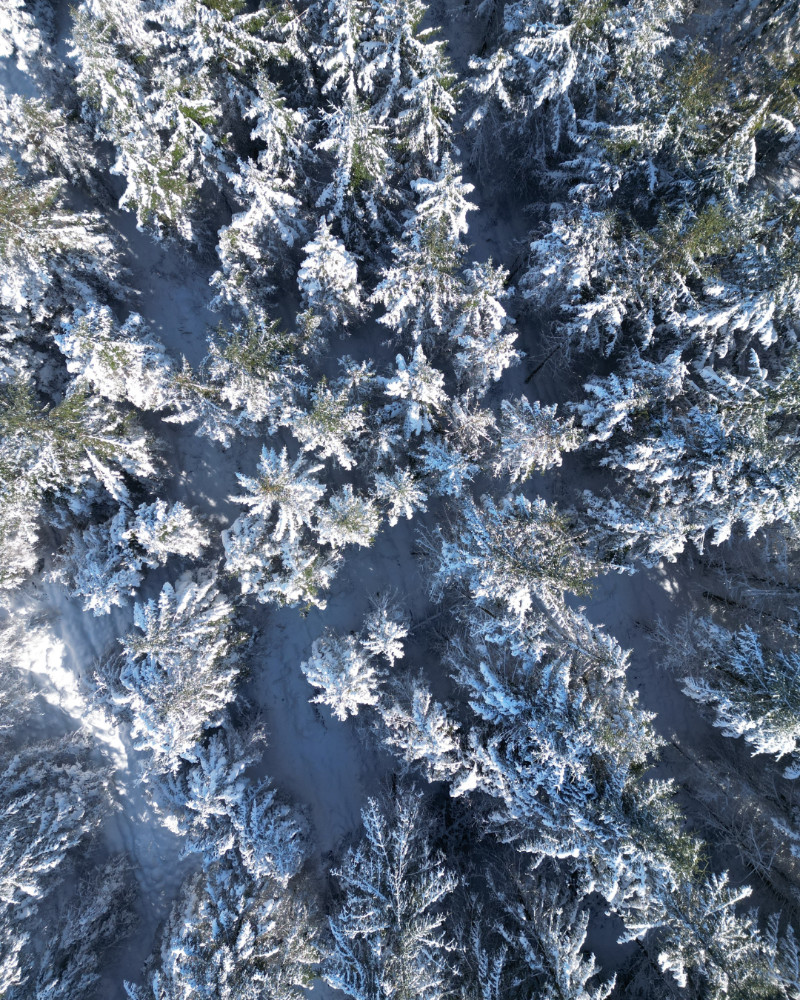 Buy Tickets – Winter Pines – Hayes Wood