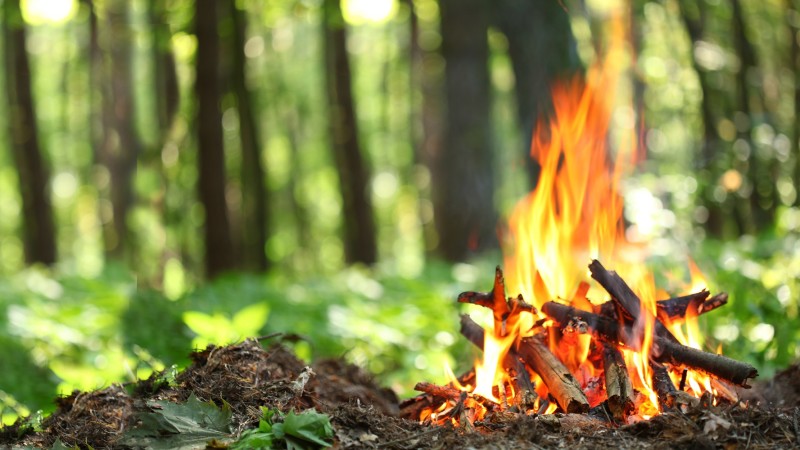 Tickets – Fire Making & Tree Tending day – Hackhurst Farm Hackhurst ...