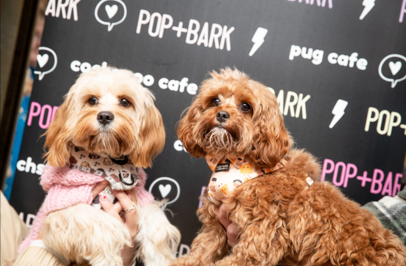 Select tickets – Cavapoo Cafe™ Halloween - Southampton – Revolucion de ...
