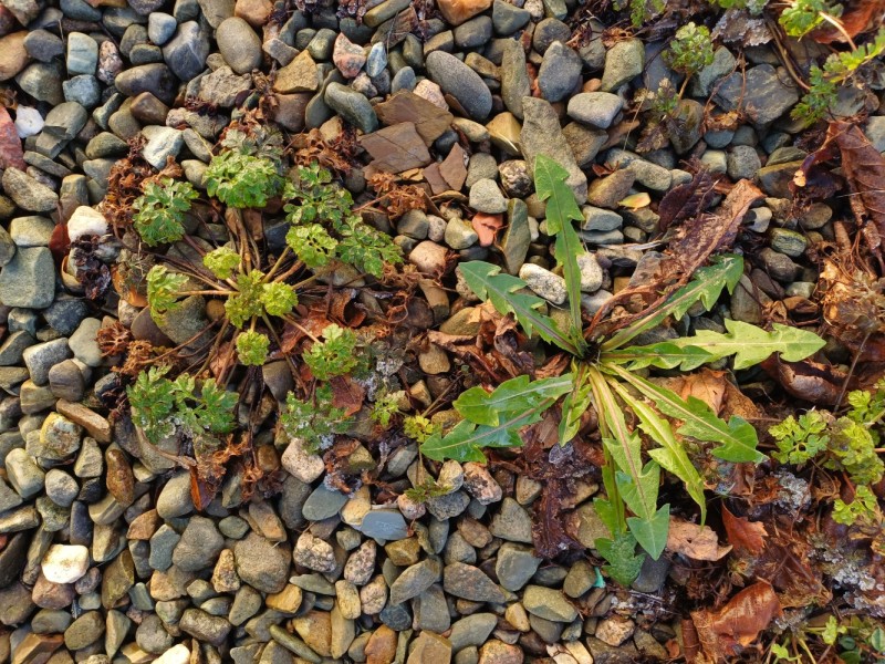 Purchase your ticket here. – Training Workshop - Identifying plants ...