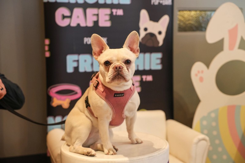 BUY TICKETS NOW – Frenchie Cafe - Liverpool – Sub Rosa