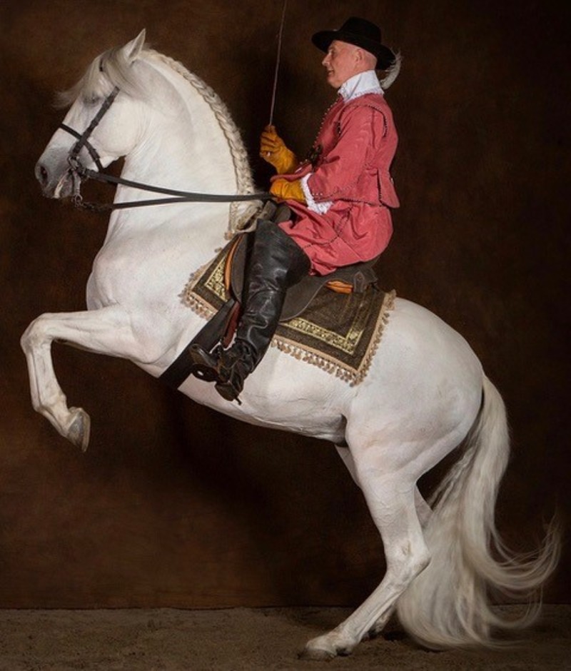 Buy tickets – History through Horses demonstration – South ...
