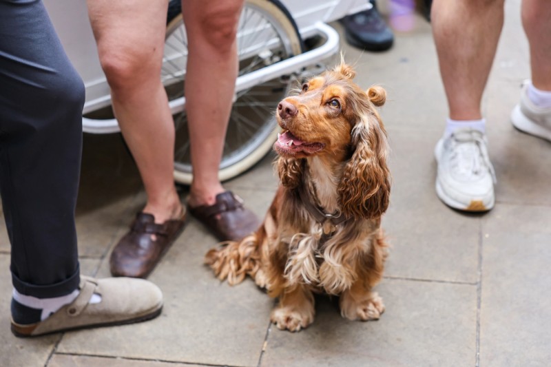 BUY TICKETS NOW – Cocker Spaniel Cafe - Newquay – Walkabout