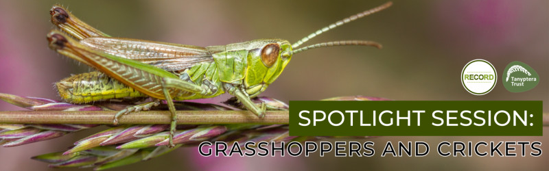 Register – Spotlight Session - Grasshoppers and Crickets (Friday ...