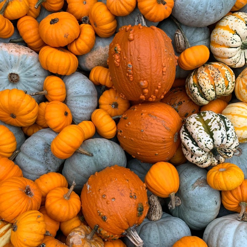 Buy tickets – Lewis of London Pumpkin Party! – Lewis of London Ice ...