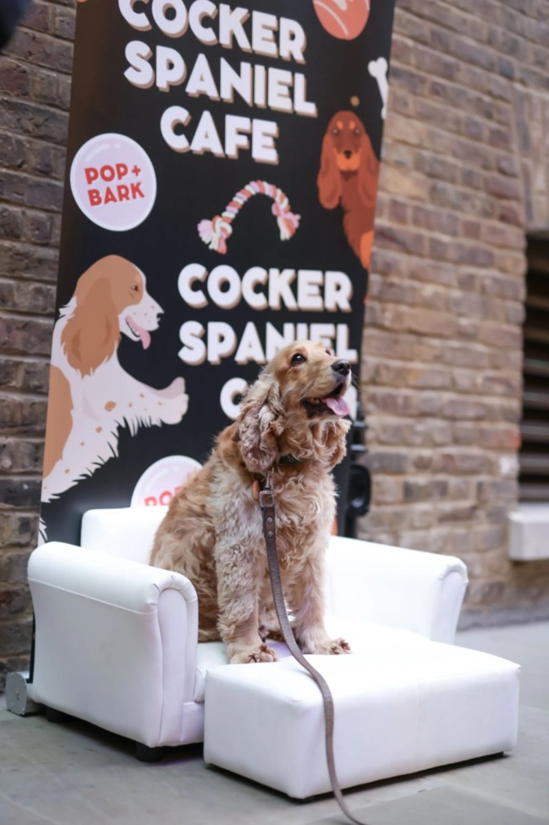 BUY TICKETS NOW – Cocker Spaniel Cafe - Leeds – Revolution Electric Press