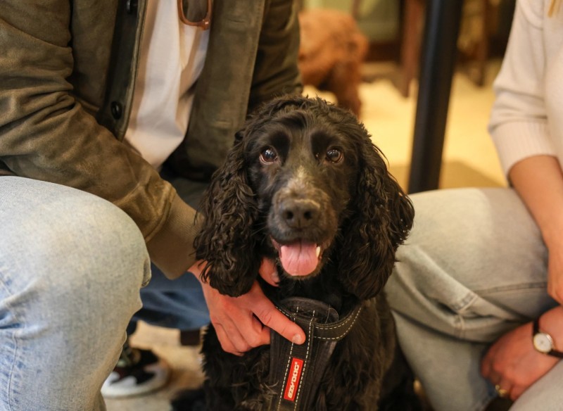 BUY TICKETS NOW – Cocker Spaniel Cafe - Bristol – Slug and Lettuce