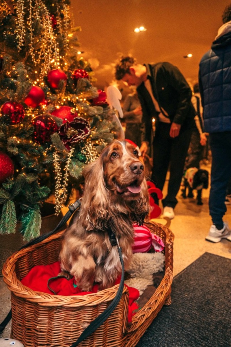 BUY TICKETS NOW – Cocker Spaniel Cafe Christmas - London – The Happenstance