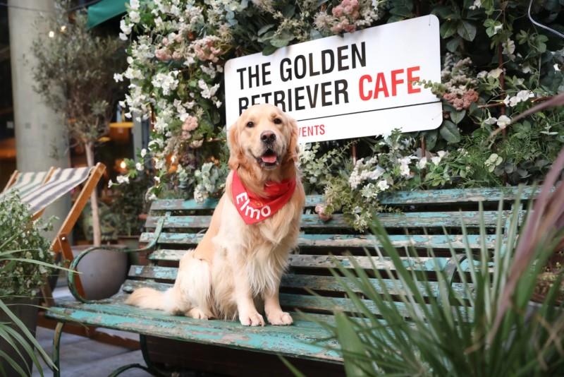 BUY TICKETS NOW – Golden Retriever Cafe - Nottingham – Revolution ...