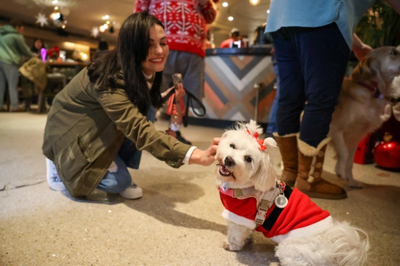 BUY TICKETS NOW – Maltese Cafe Christmas - London – The Happenstance