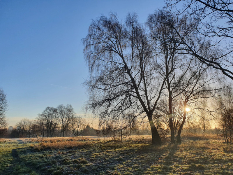 Select tickets – Hodge Hill Common, Birmingham - Creative Tree Walkshop ...