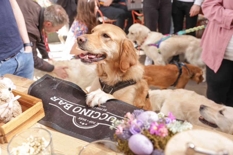 BUY TICKETS NOW – Golden Retriever Cafe - Leicester – Revolution Leicester
