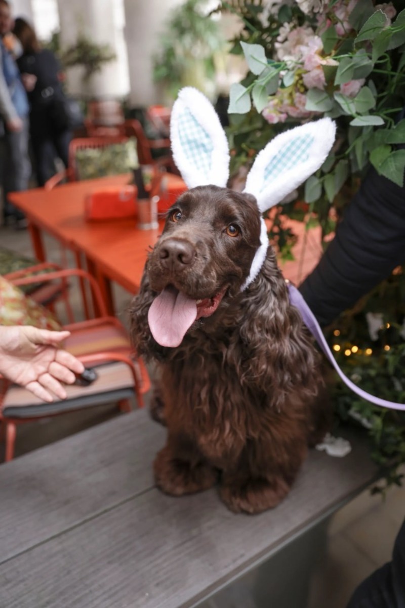 BUY TICKETS NOW – Cocker Spaniel Cafe - Birmingham – Revolucion de Cuba
