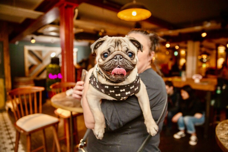 BUY TICKETS NOW – PUG CAFE™ EDINBURGH – Revolution Edinburgh