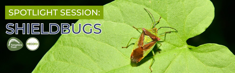 Register – Spotlight Session - Shieldbugs (Friday) – Parade Enterprise ...
