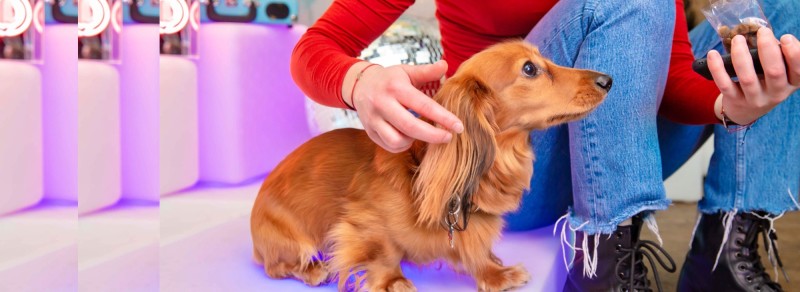 BUY TICKETS NOW – DACHSHUND CAFE™ LONDON – Revolution Leadenhall