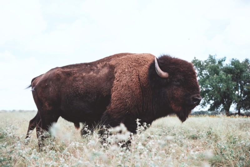 Buy tickets – Summer Ranch Tour – ROAM Ranch
