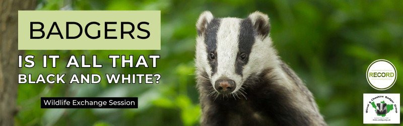 Register – Badgers: is it all that black and white? – Parade Enterprise ...