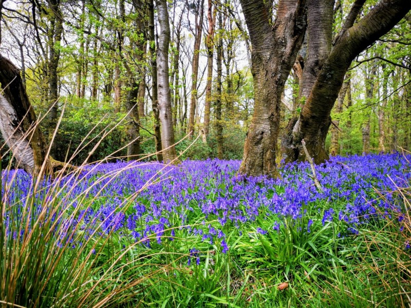 No need to book just turn up – G2.4 Bluebell Walk 🐾 – Calder Vale by ...
