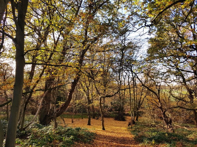 Book a place – Shut Heath Wood and Wickham Bishops – Great Totham ...