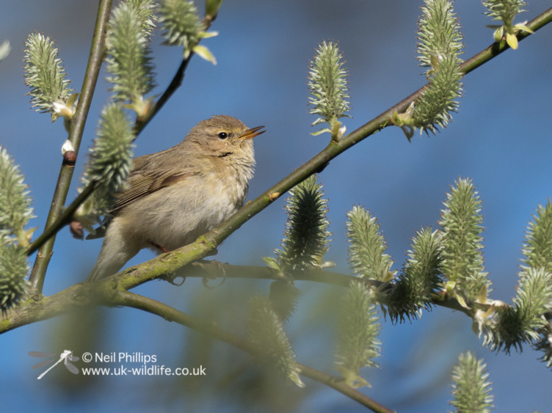 Buy tickets – Morning Birdsong Walk – Daws Hall Nature Reserve