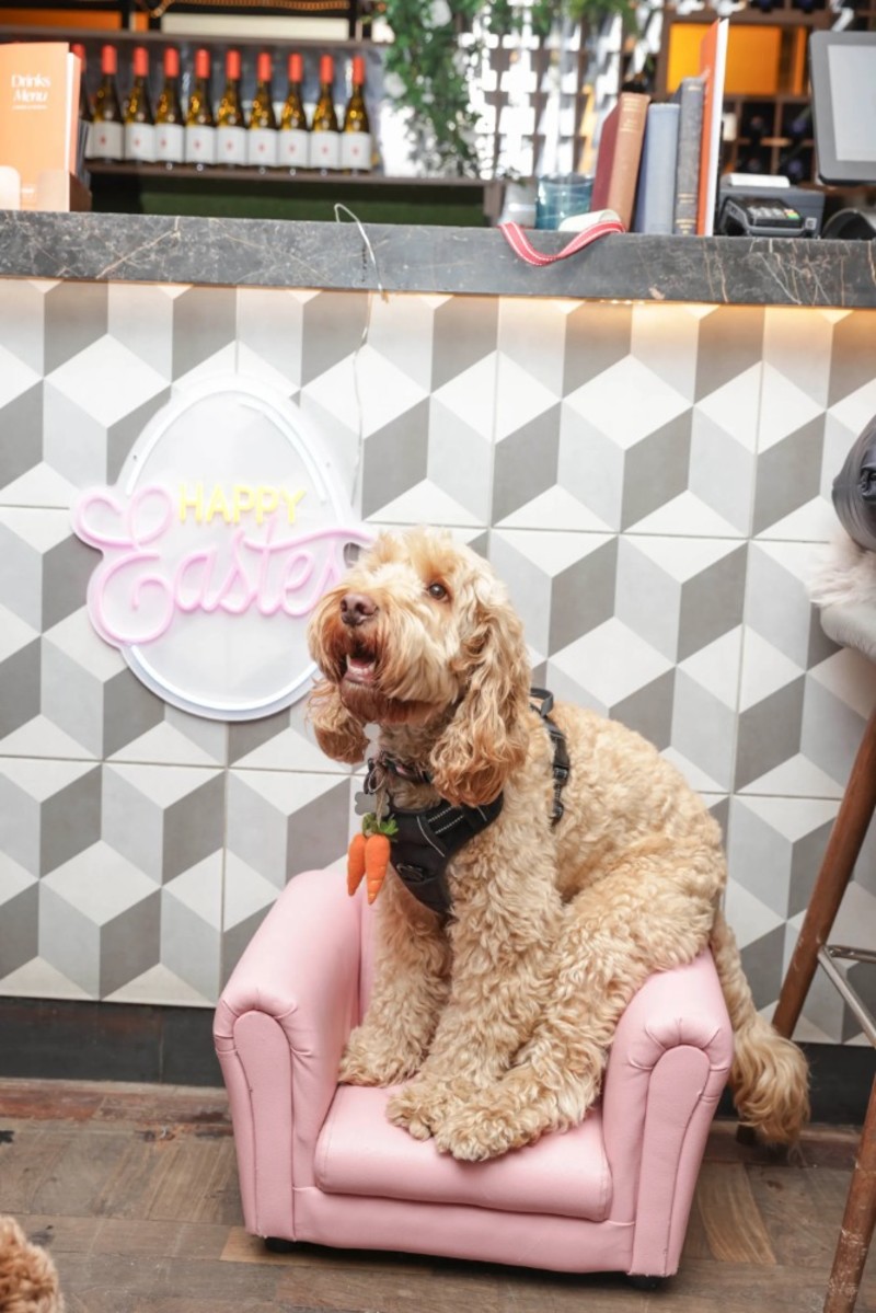 BUY TICKETS NOW – Cockapoo Cafe - London – The Happenstance