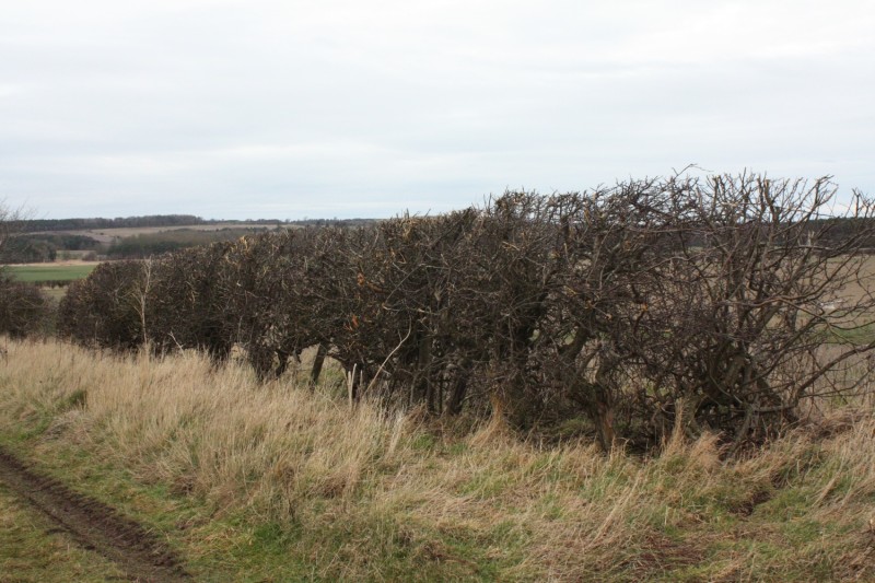 Select tickets – Healthy Hedgerows surveying practice – East Linton ...