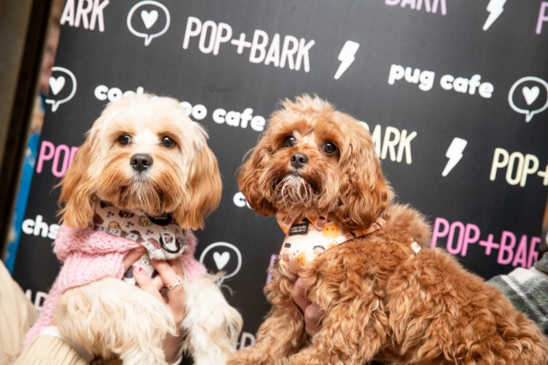 BUY TICKETS NOW – CAVAPOO CAFE™ LONDON – Revolution Leadenhall